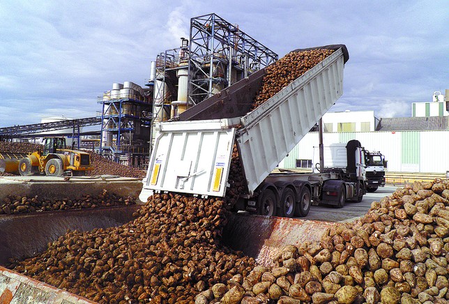 La azucarera ha recibido 3.500 toneladas más de las previstas ...