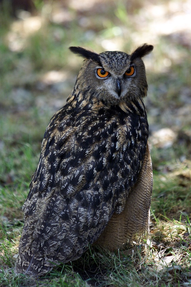 El giro completo del búho | Noticias Diario de Burgos