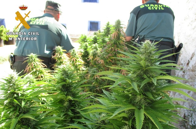 Detienen a una persona y desmantelan plantación de marihuana | Noticias La Tribuna de Albacete