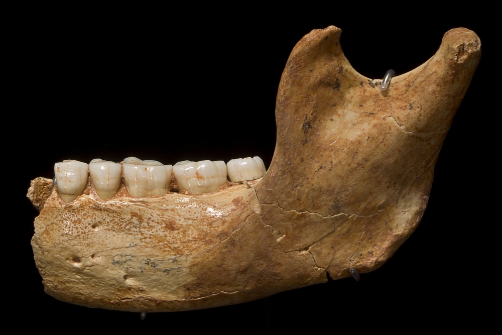 Un nuevo estudio clarifica parte de la genealogía humana | Noticias ...